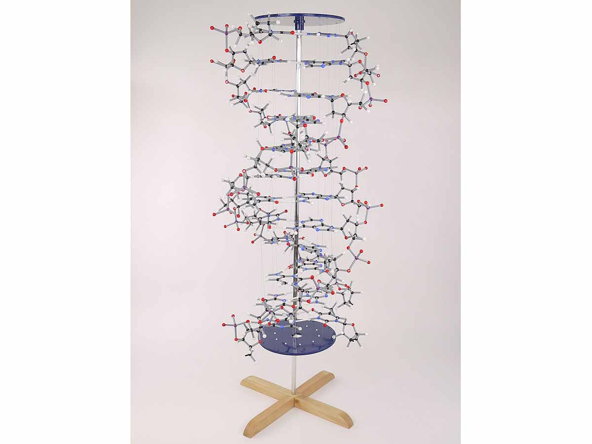 Dna Model DNA Foundation Modeling Axial